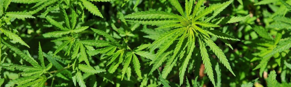 Hemp & Other Plant Nutrients - Terra Biotics